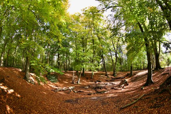 Copper Beech Trees Shed Their Trees Editorial Stock Photo - Stock Image ...