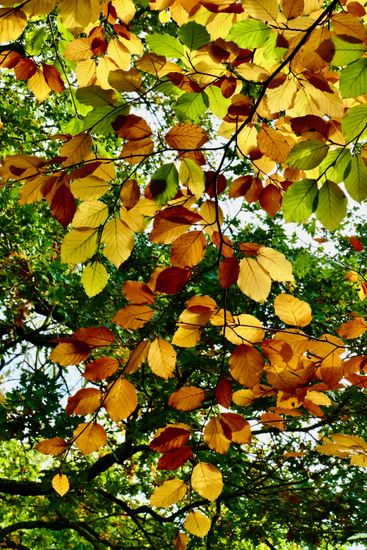 Copper Beech Trees Shed Their Trees Editorial Stock Photo - Stock Image ...