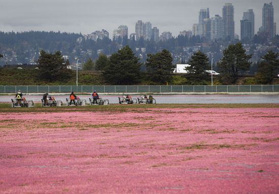 Workers Harvest Cranberries Specialized Machines Cranberry Editorial ...
