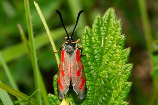 Hatchet Butterfly Closed Wings Sitting On Editorial Stock Photo - Stock ...