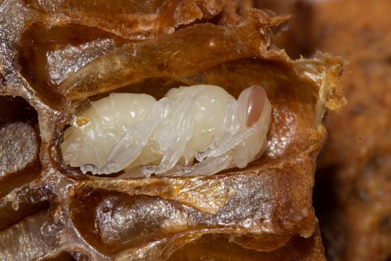 Honey Bee White Maggot Lying Cell Editorial Stock Photo - Stock Image ...