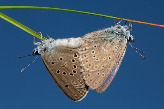 Mountain Alcon Blue Two Moths Mating Editorial Stock Photo - Stock ...