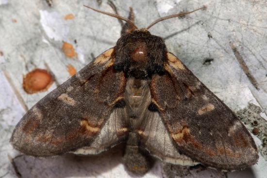 Dromedary Tooth Moth Butterfly Open Wings Editorial Stock Photo - Stock ...