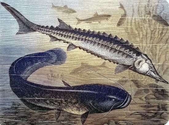 Common European Sea Sturgeon Acipenser Sturio Editorial Stock Photo ...