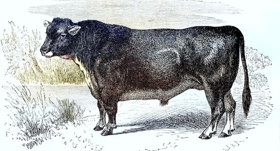 Bull Scottish Hornless Breed Historic Digital Editorial Stock Photo ...
