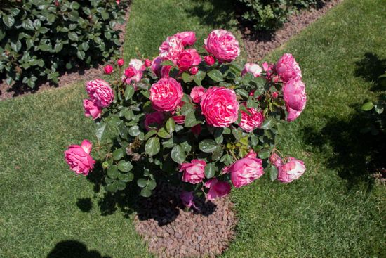 Rose Tree Pink Roses Rose Garden Editorial Stock Photo - Stock Image ...