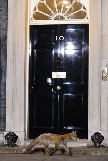 Fox Passes By Door 10 Downing Editorial Stock Photo - Stock Image ...