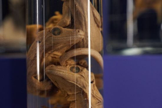 Lizards Embalmed Formaldehyde Museum Natural History Editorial Stock ...