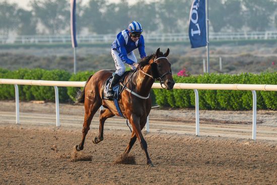 Al Hadeer Usa Ridden By Dane Editorial Stock Photo - Stock Image ...