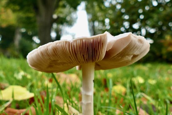 Field Blewit Mushrooms Grow Damp Ground Editorial Stock Photo - Stock ...