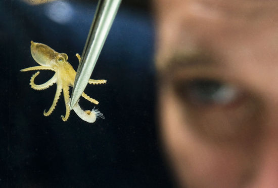 Greg Casten Feeds Shrimp One Baby Editorial Stock Photo - Stock Image ...