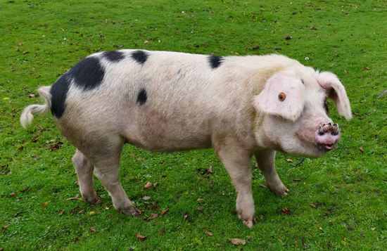Pannage Pigs Eating Fruits Forest On Editorial Stock Photo - Stock ...
