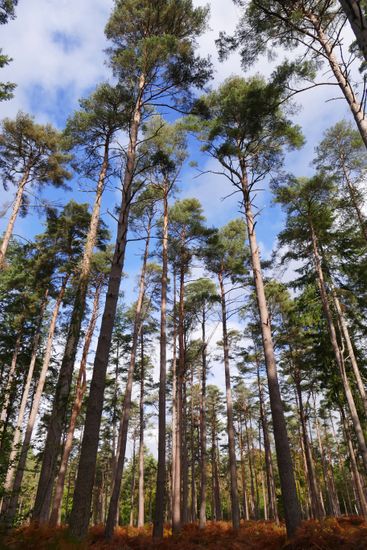 Blue Skies Above Tall Trees Forest Editorial Stock Photo - Stock Image ...