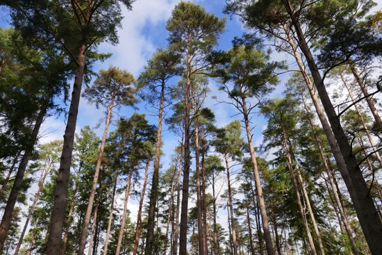 Blue Skies Above Tall Trees Forest Editorial Stock Photo - Stock Image ...
