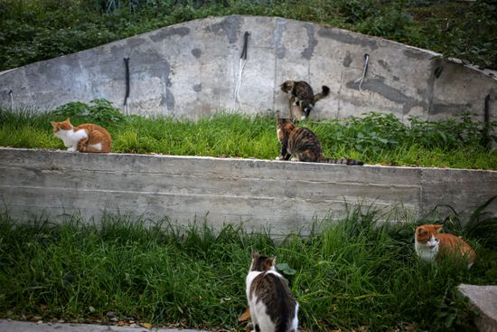 Stray Cats Different Colors Seen Near Editorial Stock Photo - Stock ...