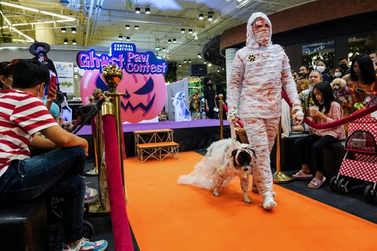 Dog Owners Their Dogs Walk Runway Editorial Stock Photo - Stock Image ...