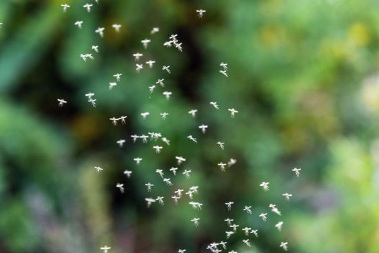 Winter Midge Trichoceridae Diptera Mosquito Animal Editorial Stock ...
