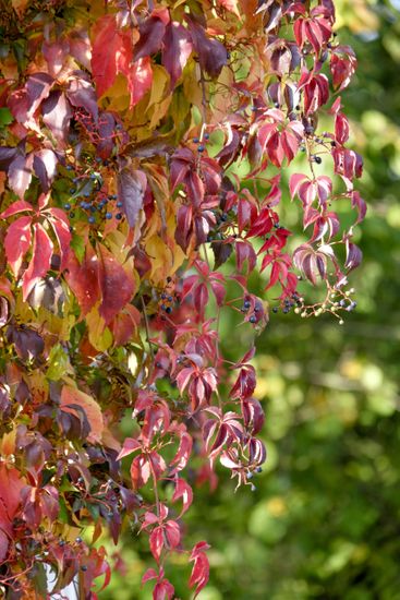 Wild Vine Vitis Vinifera Subsp Sylvestris Editorial Stock Photo - Stock ...