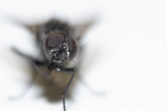 Facet Eyes Head Common House Fly Editorial Stock Photo - Stock Image ...