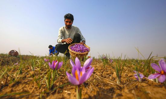 Kashmiri Farmers Pick Saffron Flowers Saffron Editorial Stock Photo ...