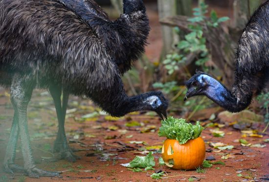 Emus Eat Pumpkin Filled Food Zagreb Editorial Stock Photo - Stock Image ...