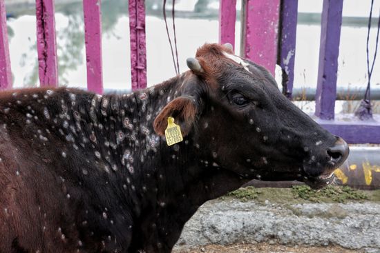 Cow Skin Disease Sits On Bridge Editorial Stock Photo - Stock Image ...