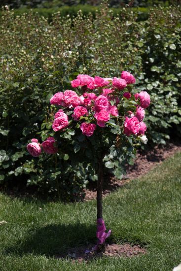 Rose Tree Pink Roses Rose Garden Editorial Stock Photo - Stock Image ...
