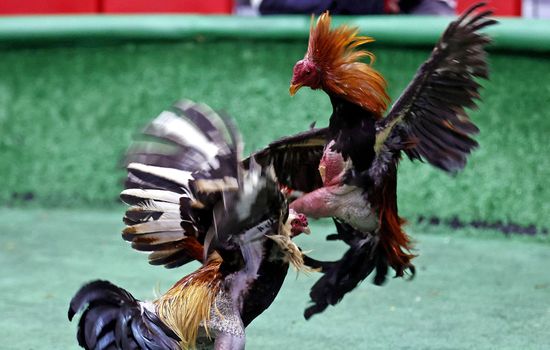 Two Roosters Fight Cockfighting Ring Bogota Editorial Stock Photo ...