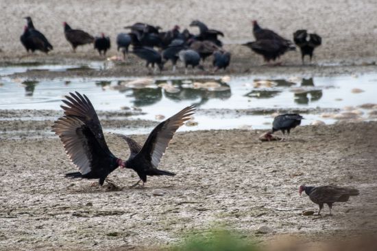Wake Turkey Vultures Seen Feeding Near Editorial Stock Photo - Stock ...