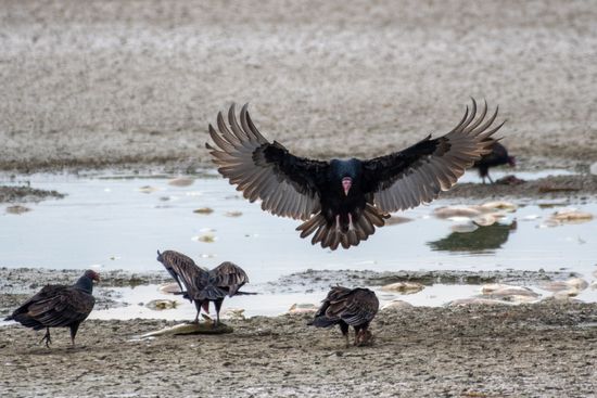 Wake Turkey Vultures Seen Feeding Near Editorial Stock Photo - Stock ...