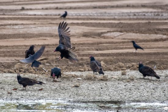 Wake Turkey Vultures Seen Feeding Near Editorial Stock Photo - Stock ...