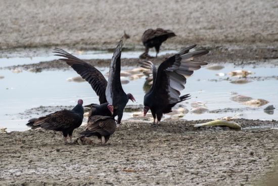 Wake Turkey Vultures Seen Feeding Near Editorial Stock Photo - Stock ...