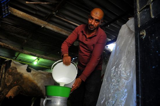 Cowboy Filters Milk After Milking His Editorial Stock Photo - Stock ...