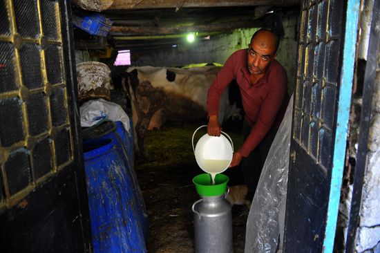 Cowboy Filters Milk After Milking His Editorial Stock Photo - Stock ...