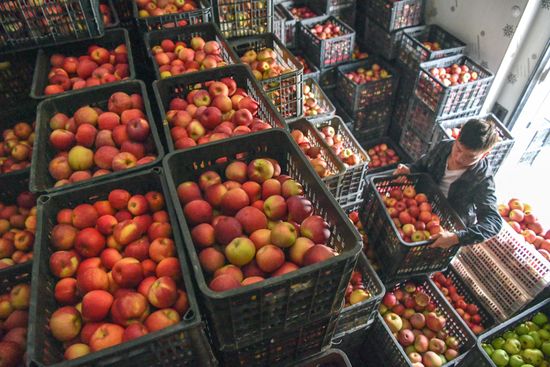 Farmer Carries Apples Cold Storage Warehouse Editorial Stock Photo ...