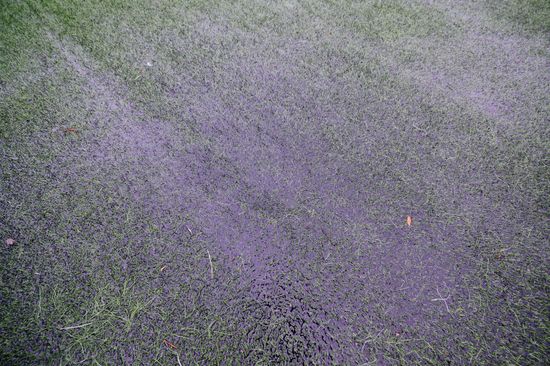 Pitch Surface Ahead Fa Womens Championship Editorial Stock Photo ...