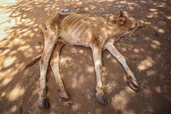 Weak Emaciated Cow Lay Down Livestock Editorial Stock Photo - Stock ...