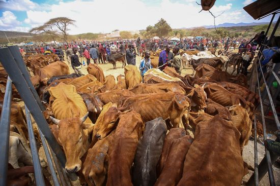 Emaciated Cattle Kenyan Herders Maasai Pastoralist Editorial Stock ...