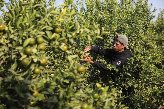 Palestinian Farmers Harvest Clementine Farm Khan Editorial Stock Photo ...