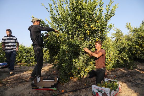 Palestinian Farmers Harvest Clementine Farm Khan Editorial Stock Photo ...