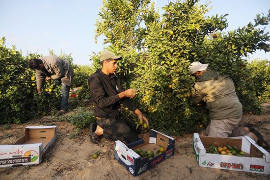 Palestinian Farmers Harvest Clementine Farm Khan Editorial Stock Photo ...