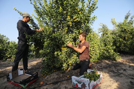 Palestinian Farmers Harvest Clementine Farm Khan Editorial Stock Photo ...