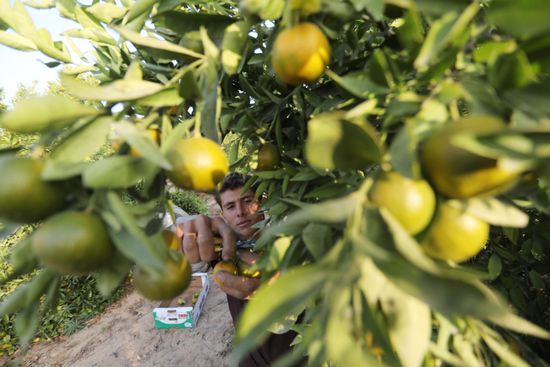 Palestinian Farmers Harvest Clementine Farm Khan Editorial Stock Photo ...