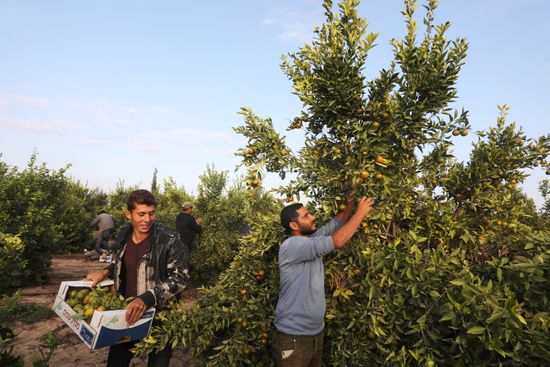 Palestinian Farmers Harvest Clementine Farm Khan Editorial Stock Photo ...