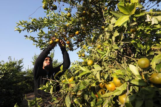 Palestinian Farmers Harvest Clementine Farm Khan Editorial Stock Photo ...