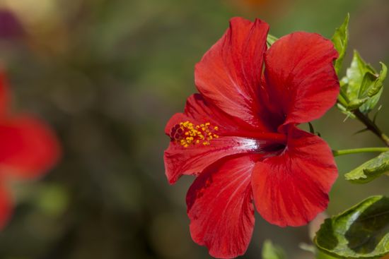 Red Hibiscuses Hibiscus Egypt Editorial Stock Photo - Stock Image ...