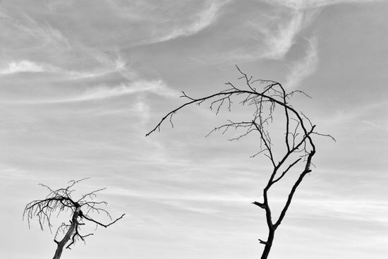 Deadwood Two Dry Dead Trees Veil Editorial Stock Photo - Stock Image ...