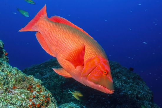 Red Piglipfish Bodianus Scrofa Pigfish Eastern Editorial Stock Photo ...