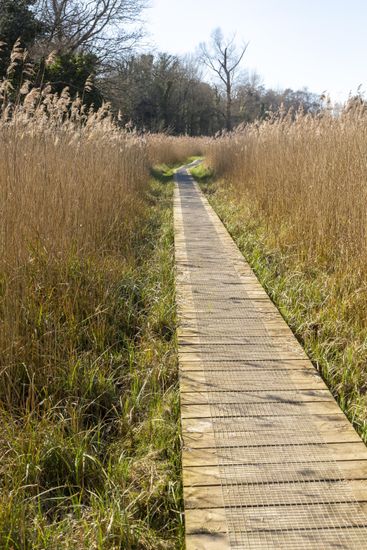 Boardwalk Reedbed Norfolk Reed Common Reed Editorial Stock Photo ...