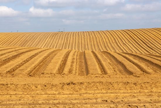 Ridges Furrows Sandy Soil Farm Field Editorial Stock Photo - Stock ...